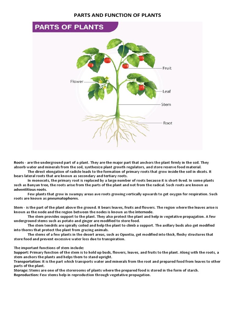 Parts and Function of Plants and Animal Cell | PDF | Leaf | Cell Nucleus
