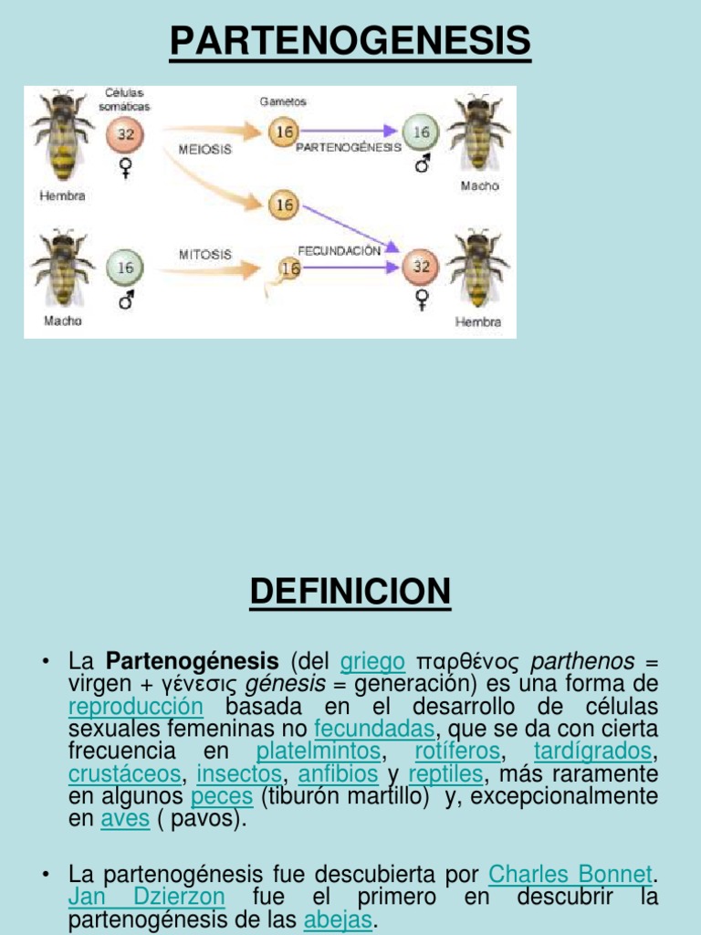 Partenogenesis Clase | PDF | Procesos biologicos | Genética