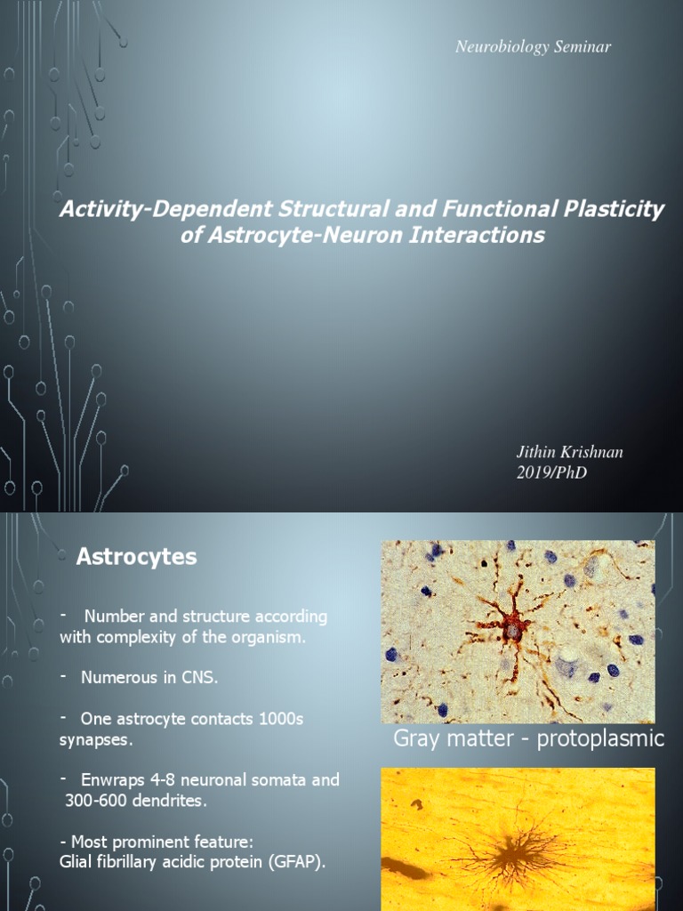 Activity-Dependent Structural and Functional Plasticity of Astrocyte ...