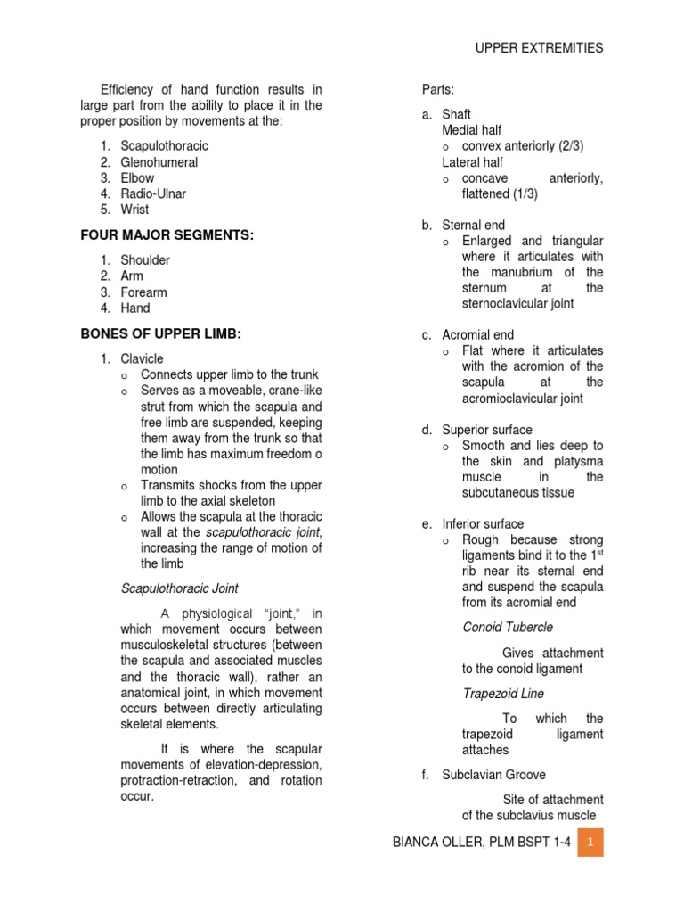 Upper Extremity (Anatomy) | PDF | Thumb | Elbow