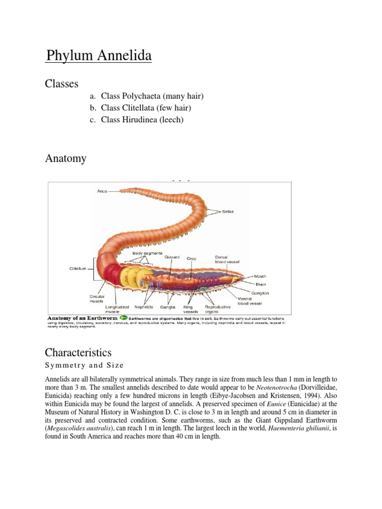 Phylum Annelida | PDF | Organisms | Biology