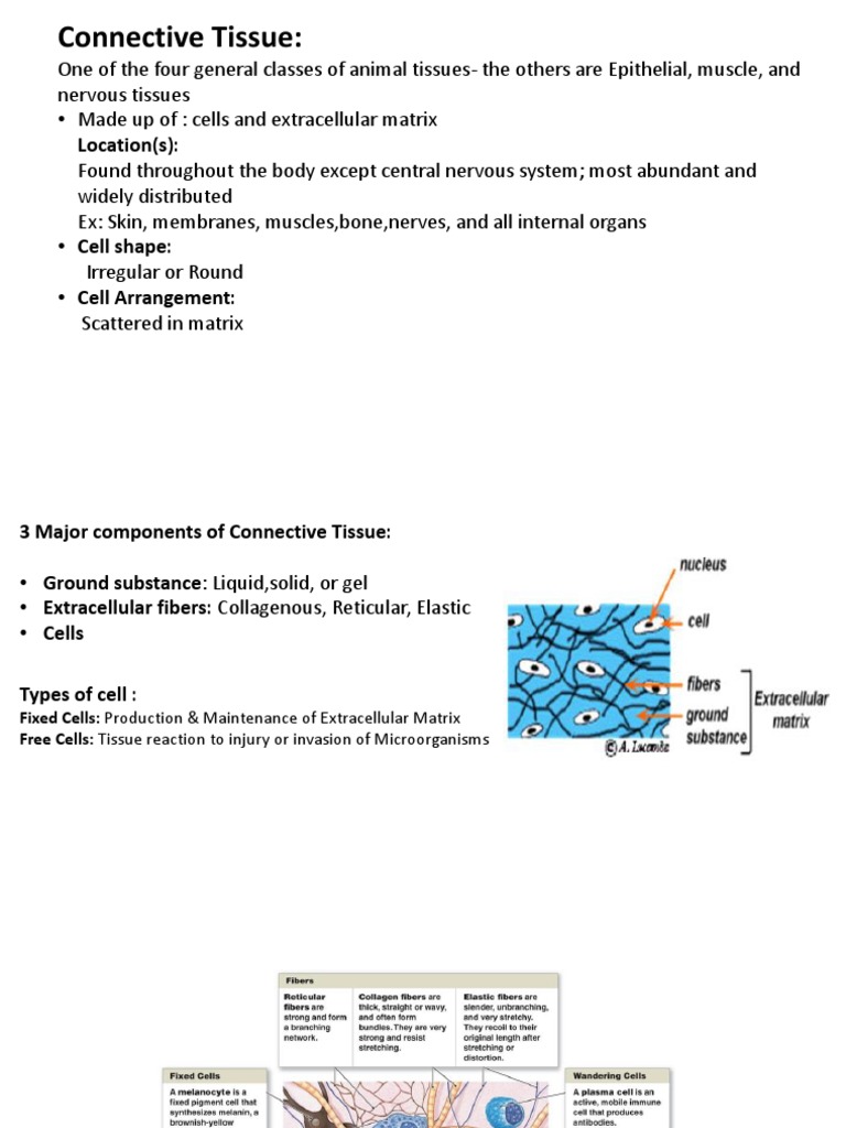 Understanding Connective Tissue Types | PDF | Connective Tissue ...