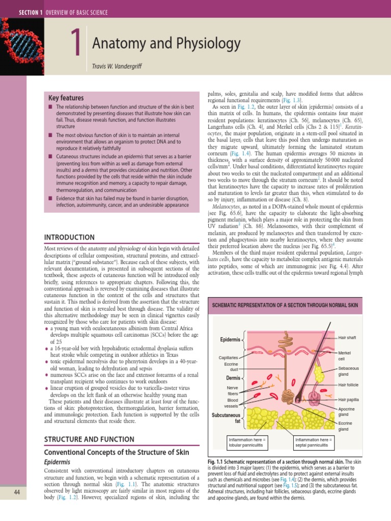 Anatomy and Physiology | PDF | Epidermis | Skin