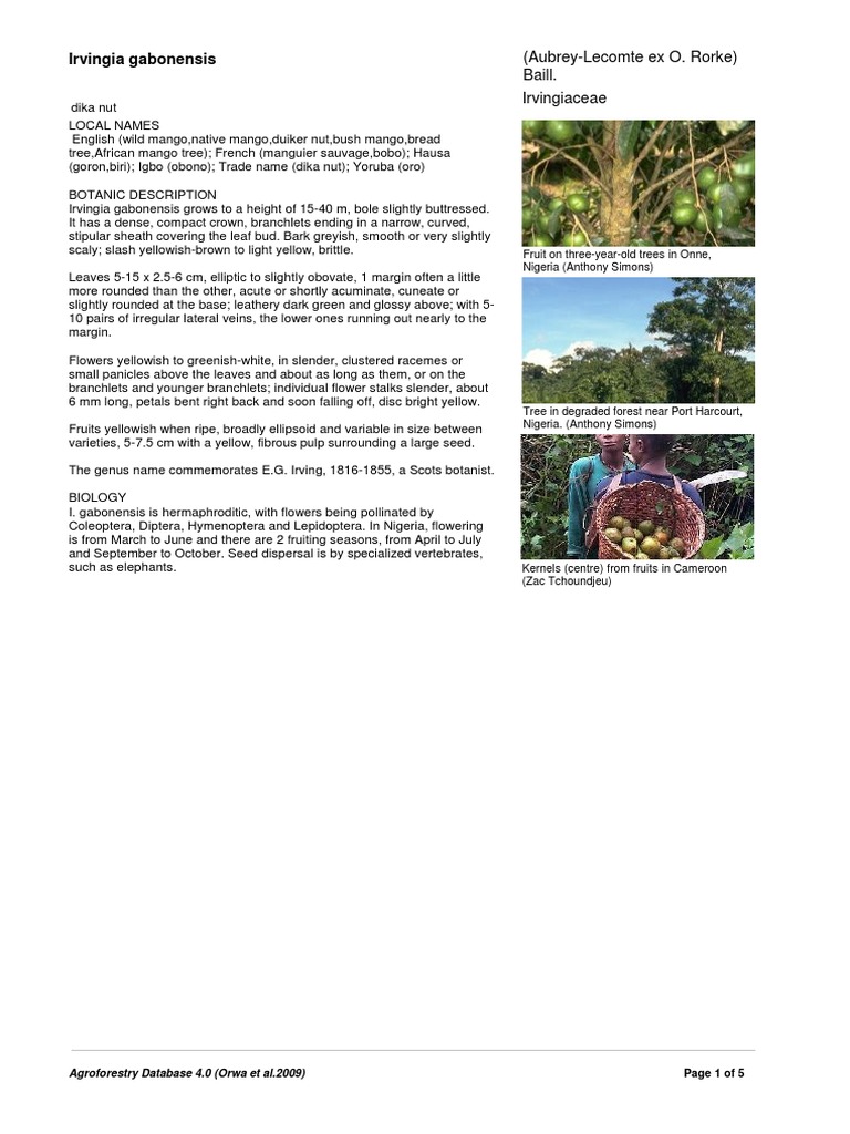 Botanical Description, Uses, and Distribution of Irvingia gabonensis ...