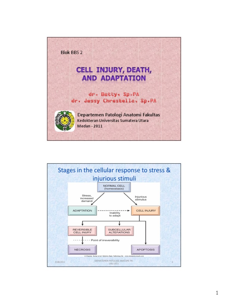 Stages in The Cellular Response To Stress & Injurious Stimuli ...