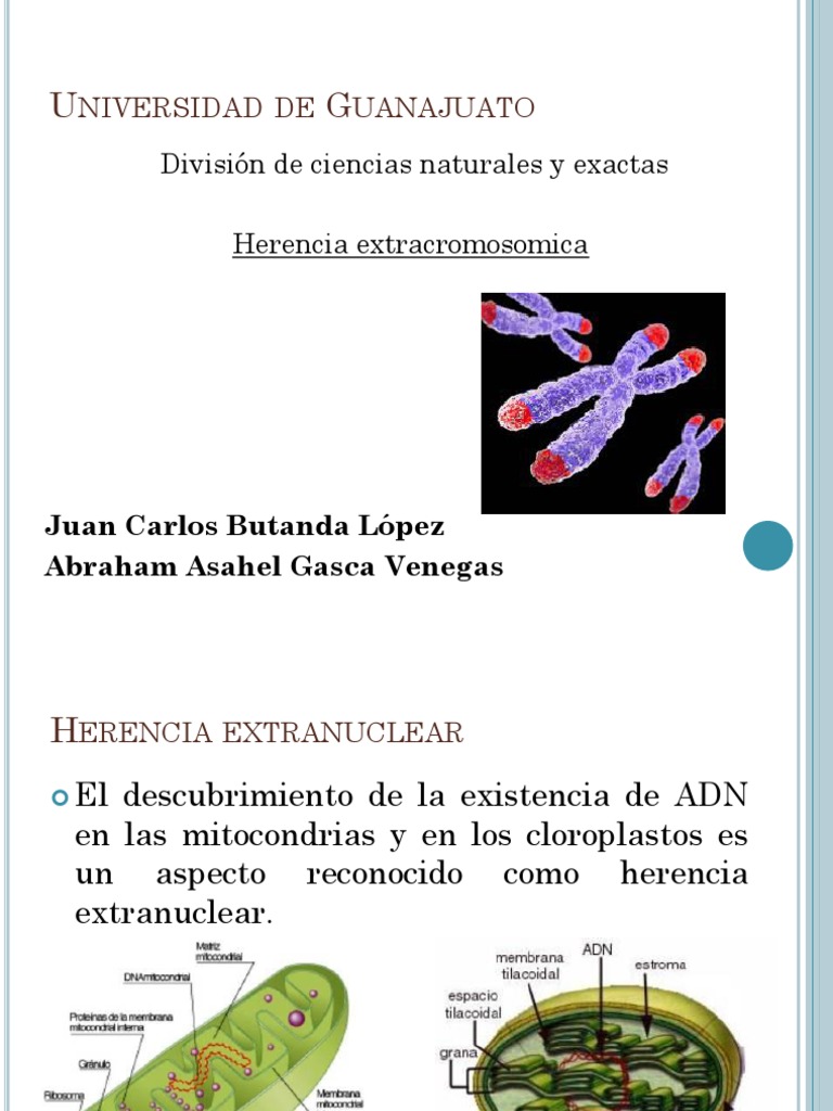 GENETICA | PDF | Adn mitocondrial | Gene