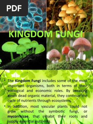 Kingdom Fungi Examples