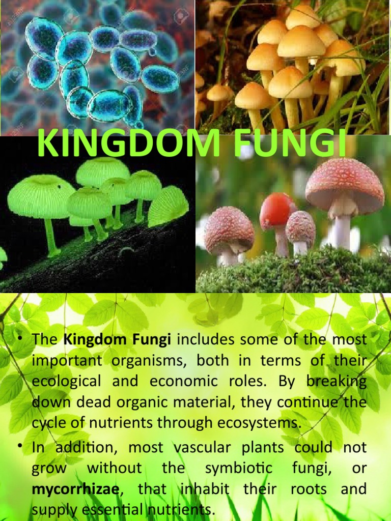 Examples Of Kingdom Fungi Organisms