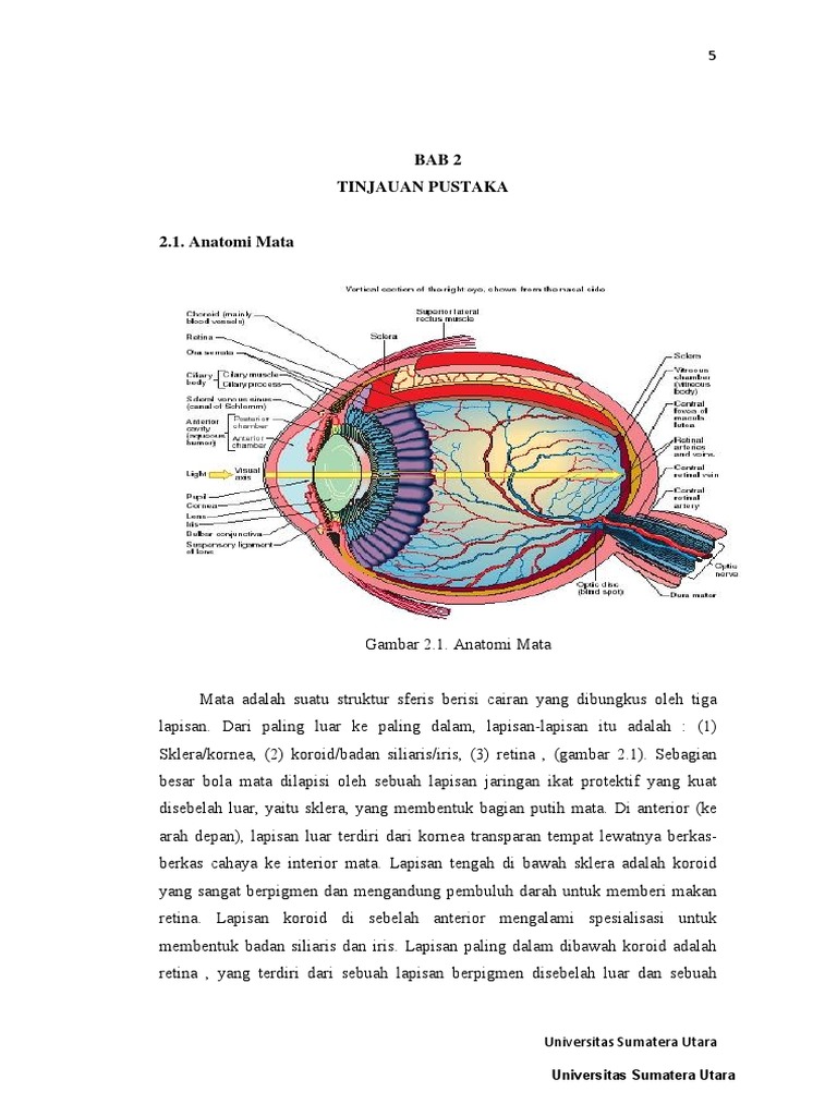 Anatomi Mata | PDF