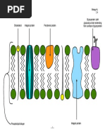 IB HL Biology Notes: Digestion | PDF | Digestion | Stomach