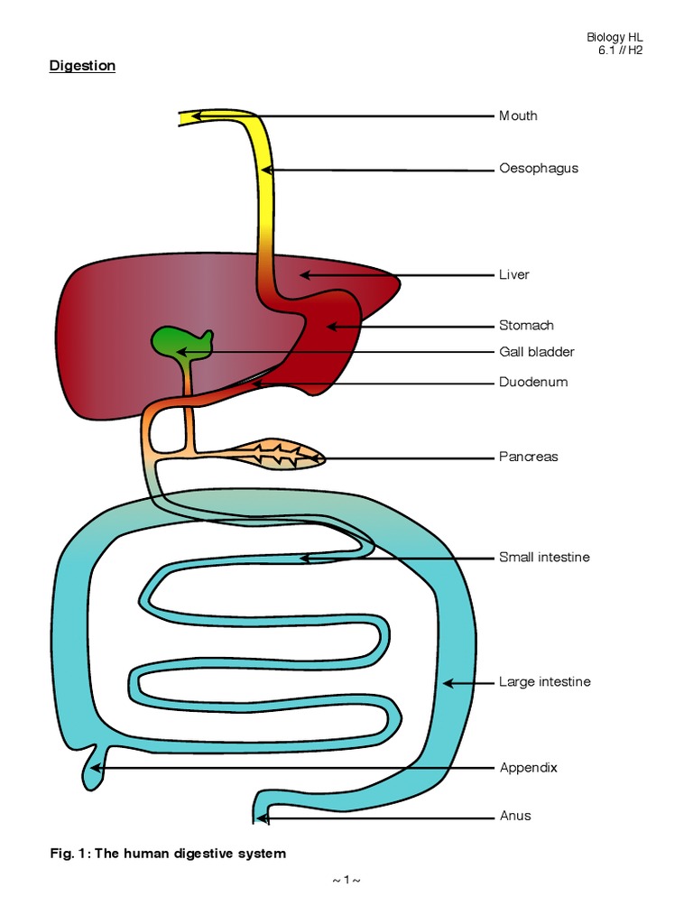 IB HL Biology Notes: Digestion | PDF | Digestion | Stomach