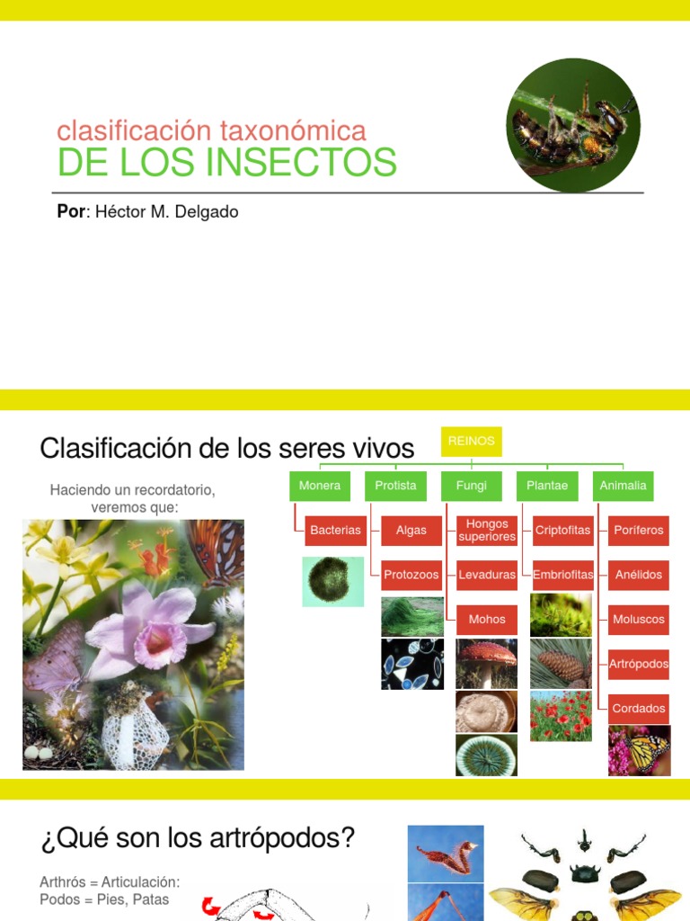 01 - Clasificación de Los Insectos | PDF | Insectos | Hongo