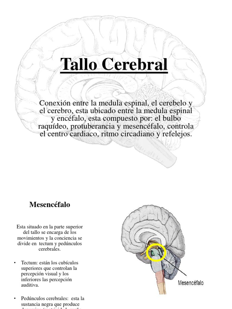 Tallo Cerebral | Cerebro | Sistema nervioso
