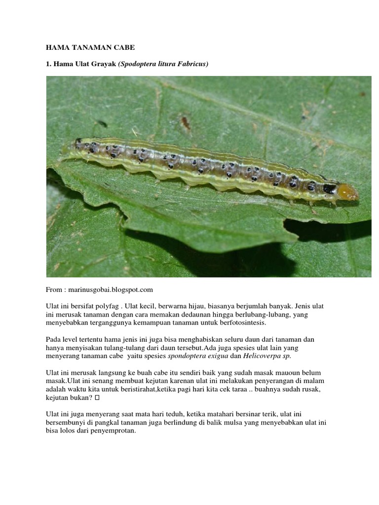 Hama Tanaman Cabe | PDF