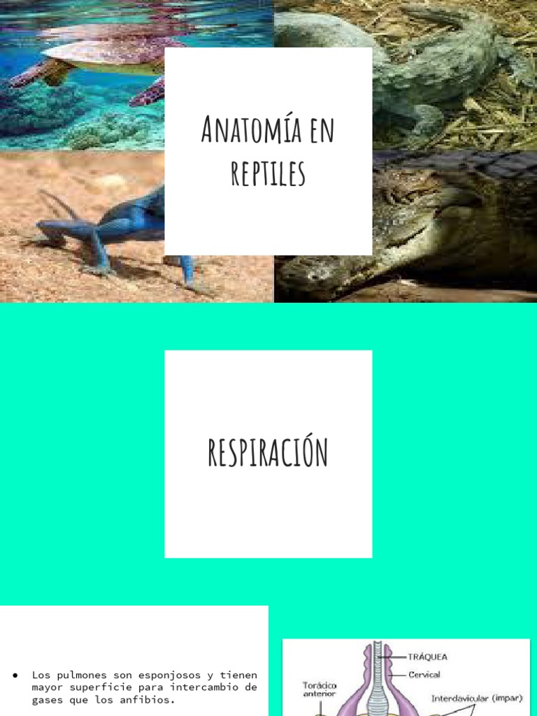 Anatomía en Reptiles | PDF | Reptil | Estómago