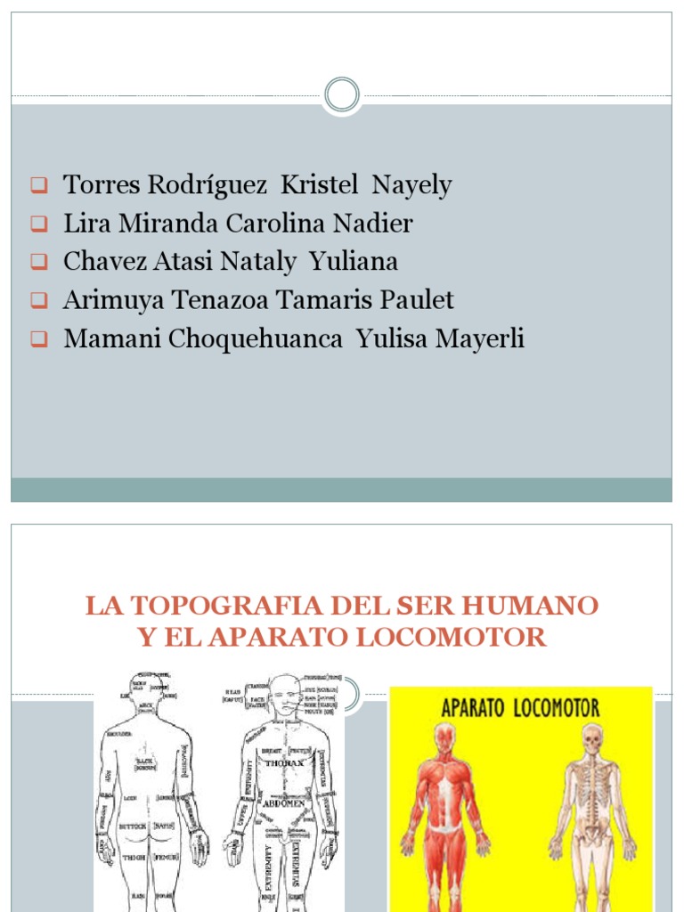 La Topografia Del Ser Humano | PDF | Articulación | Músculo