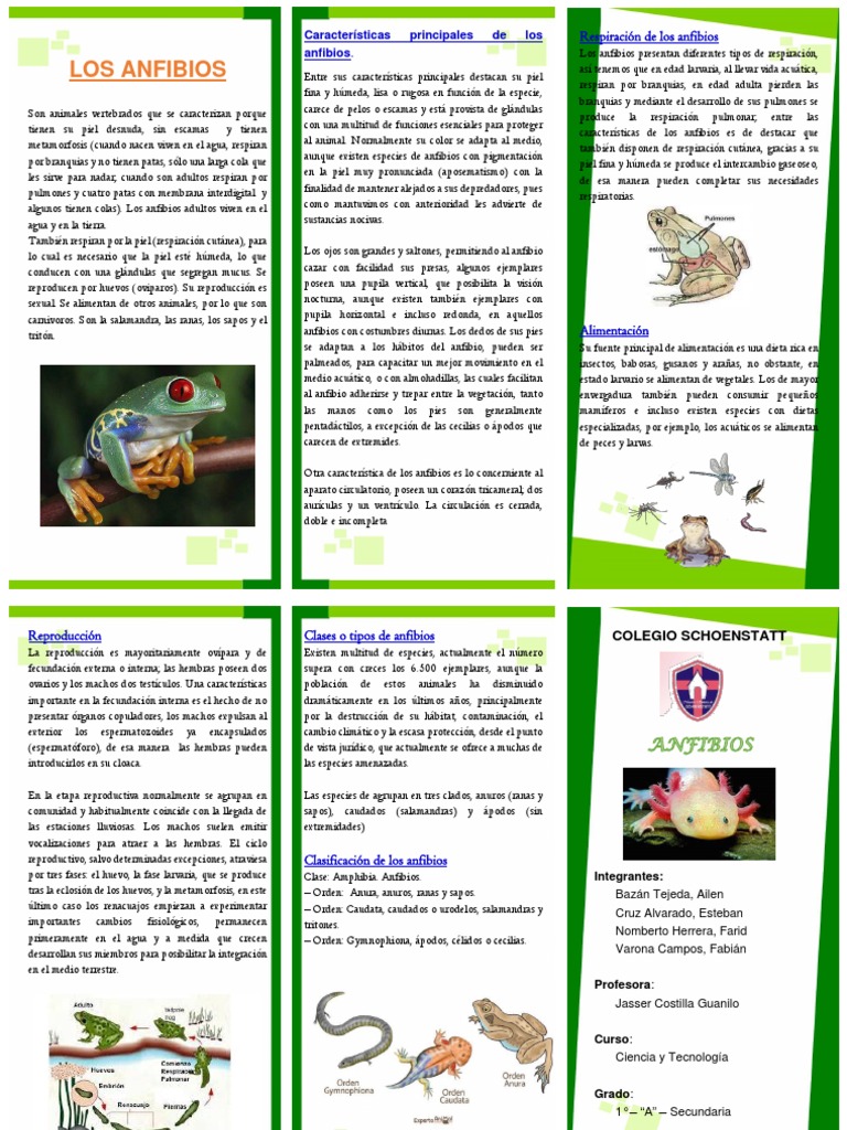 Triptico Anfibios | PDF | Anfibio | Zoología