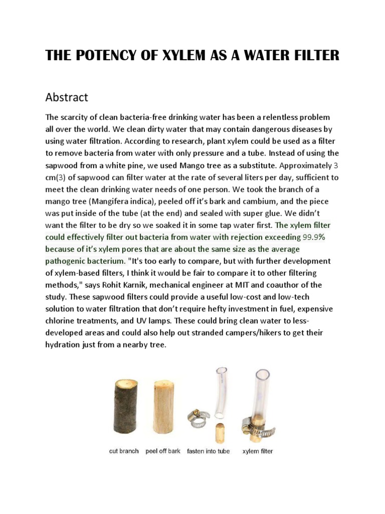 The Potency of Xylem As A Water Filter | PDF