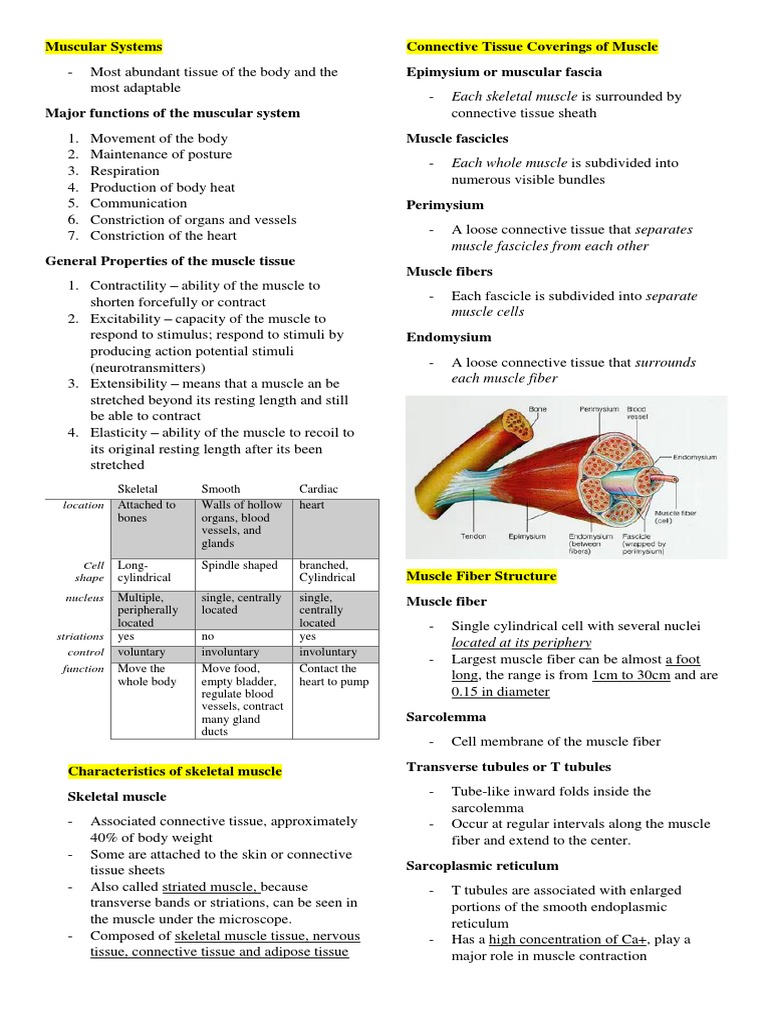 Overview of the Muscular System | PDF | Skeletal Muscle | Muscle ...