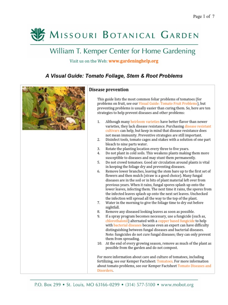 Tomato Foliage Problems | PDF | Tomato | Leaf