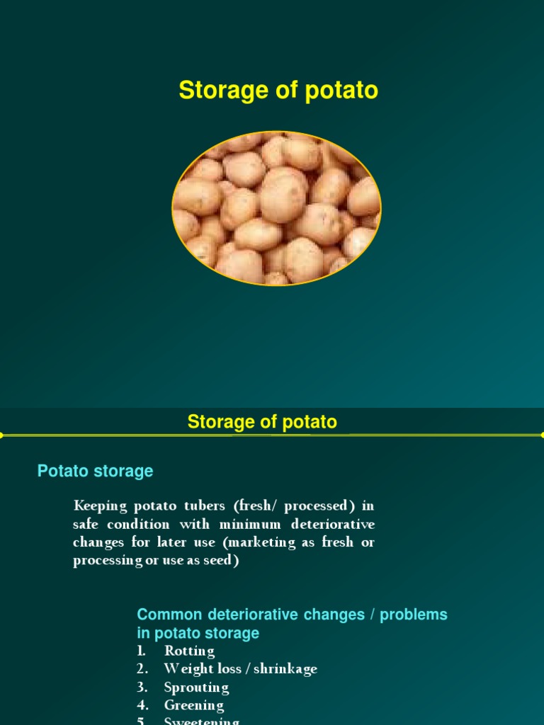 Storage Potato | PDF | Potato | Relative Humidity