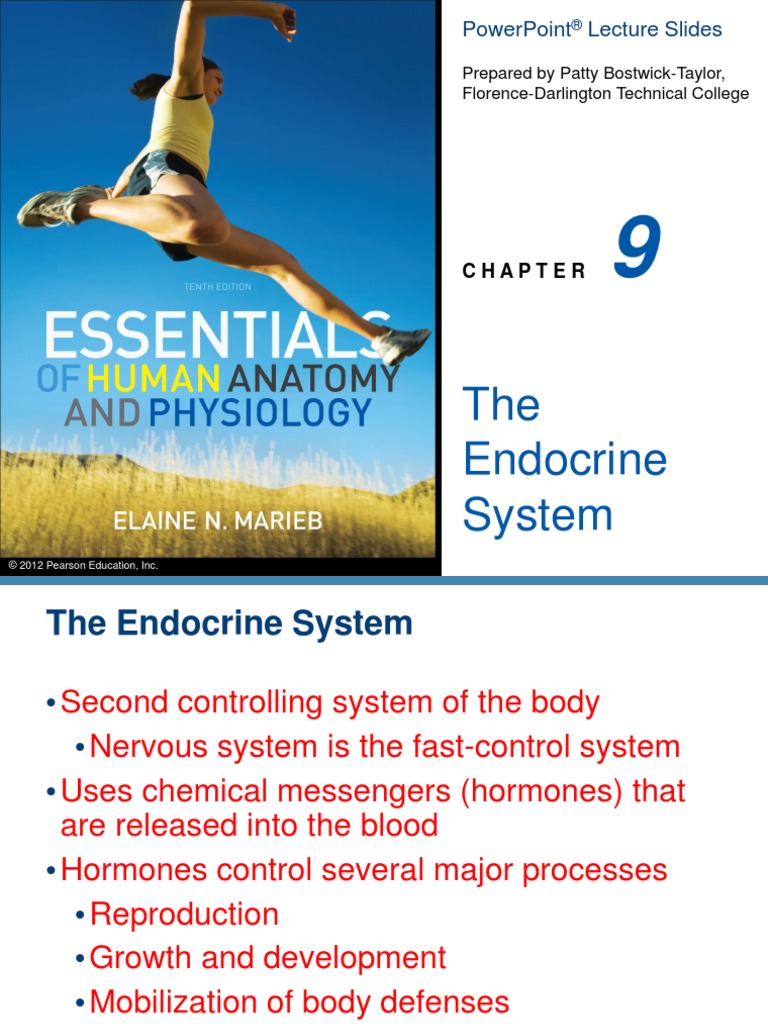 Endocrine System (Lecture) | PDF | Adrenal Gland | Steroid Hormone