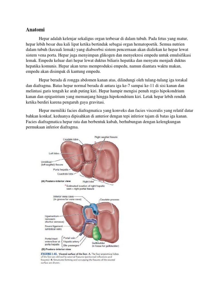 Anatomi Hepar Radiologi | PDF