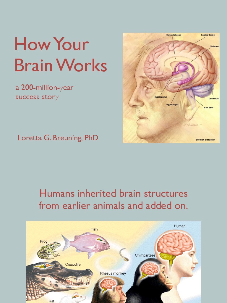 How Your Brain Works 1 PDF | PDF | Brain | Emotions