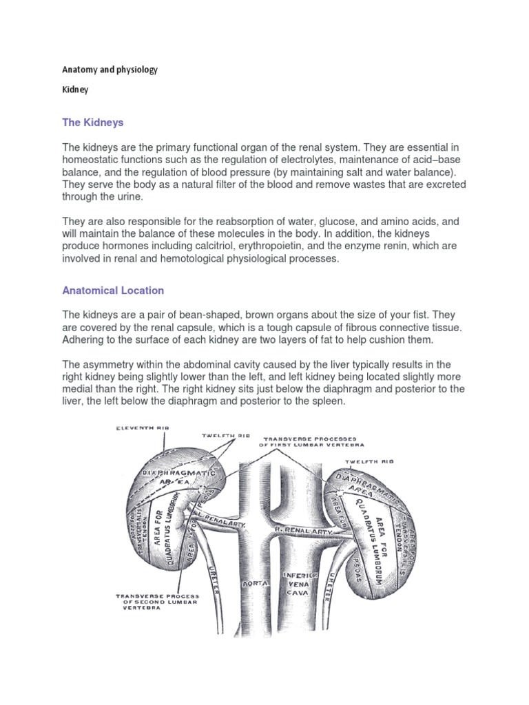 Anatomy and Physiology-KIDNEYS | PDF | Kidney | Human Anatomy