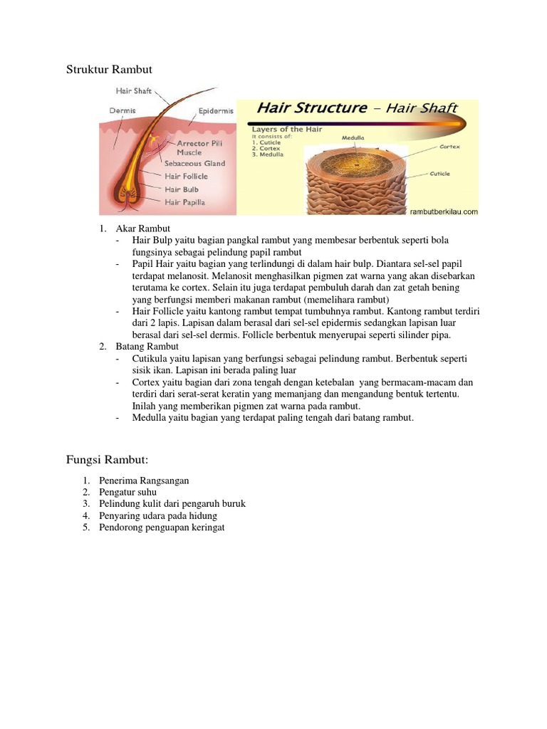 Struktur Rambut | PDF