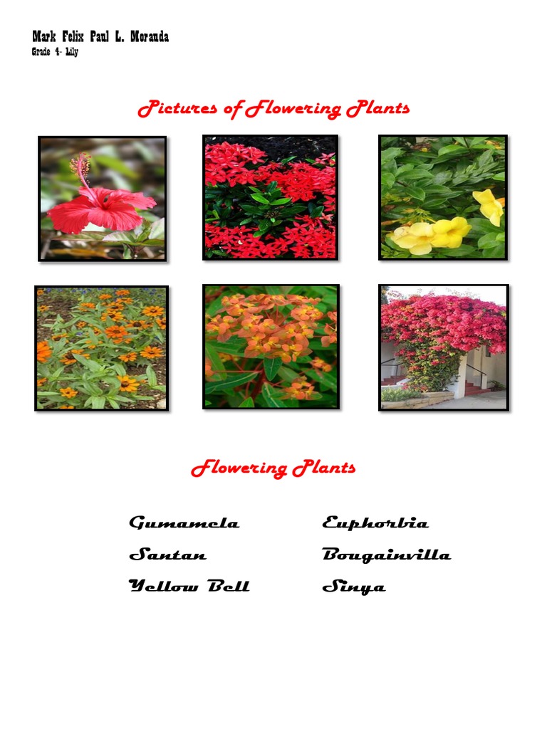 Pictures of Flowering Plants | PDF