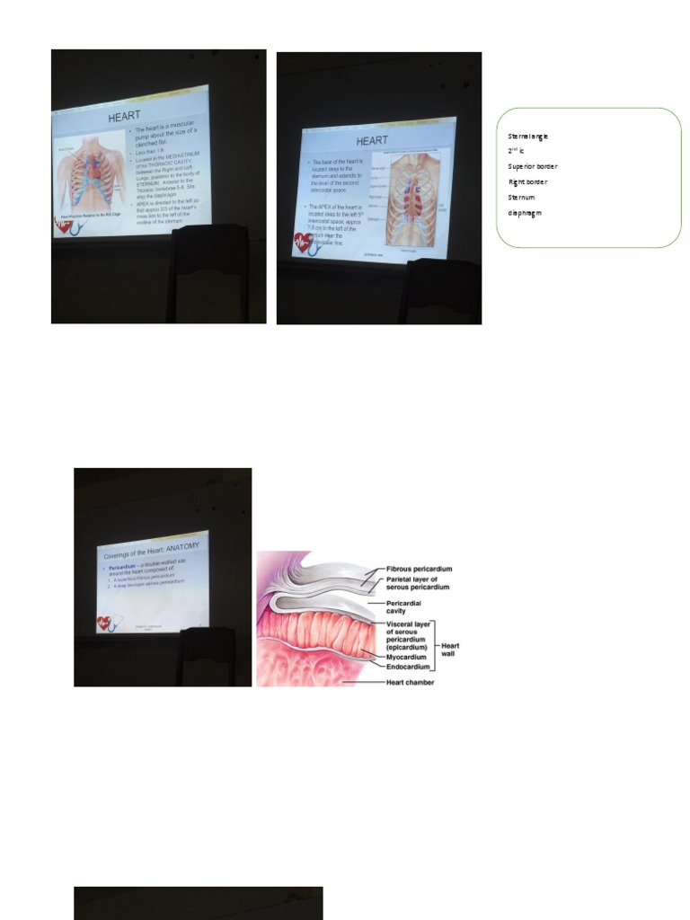 Sternal Angle and Diaphragm Overview | PDF
