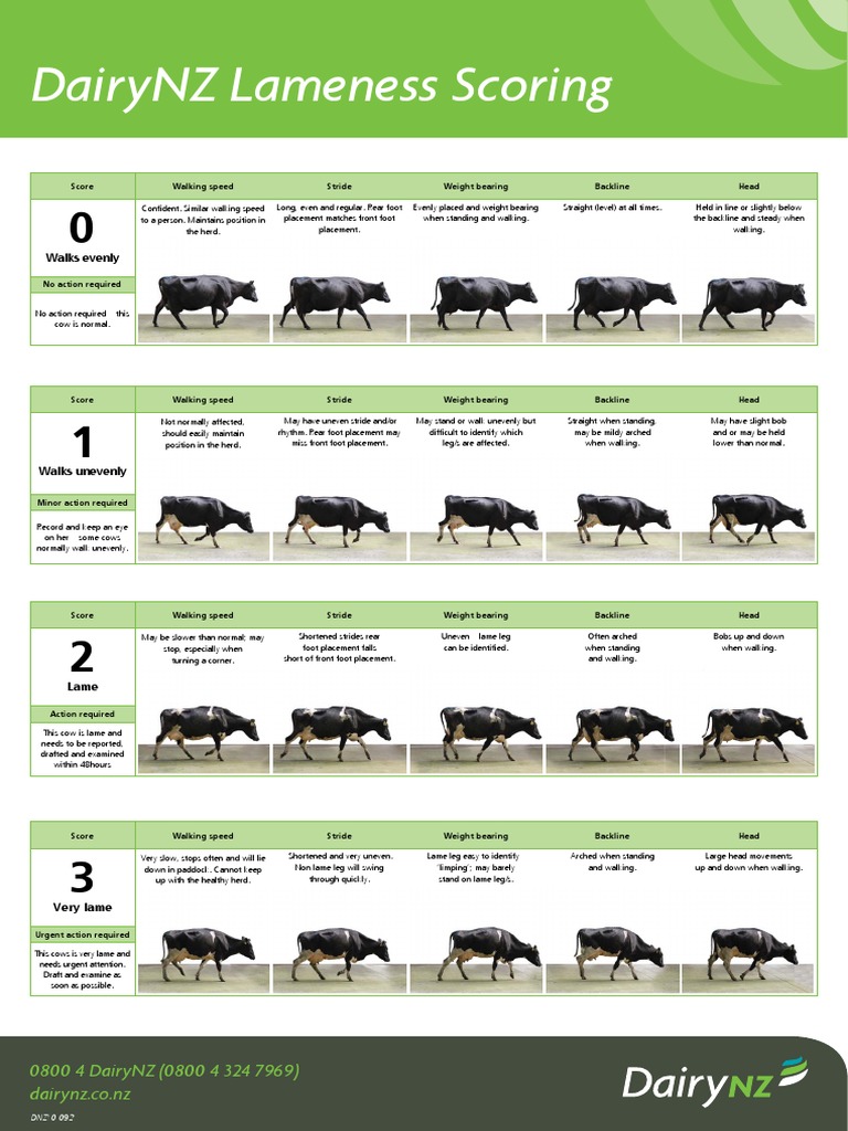 Lameness Scoring Poster Dairynz | PDF | Sports | Nature