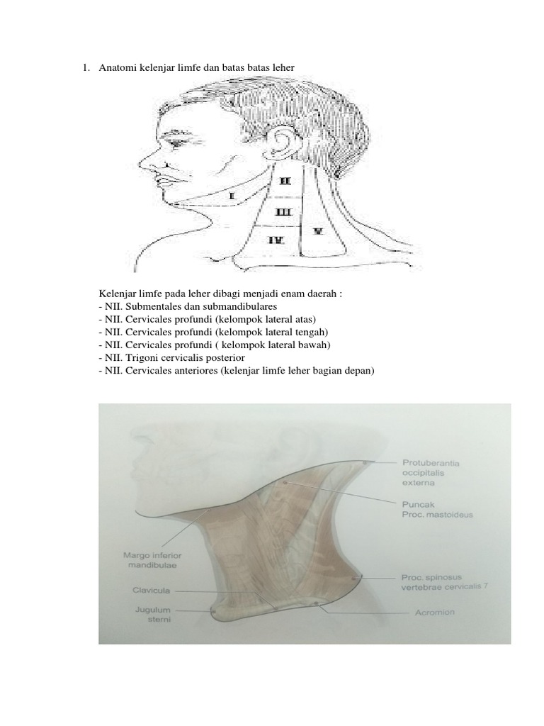 Anatomi Kelenjar Limfe Dan Batas Batas Leher | PDF