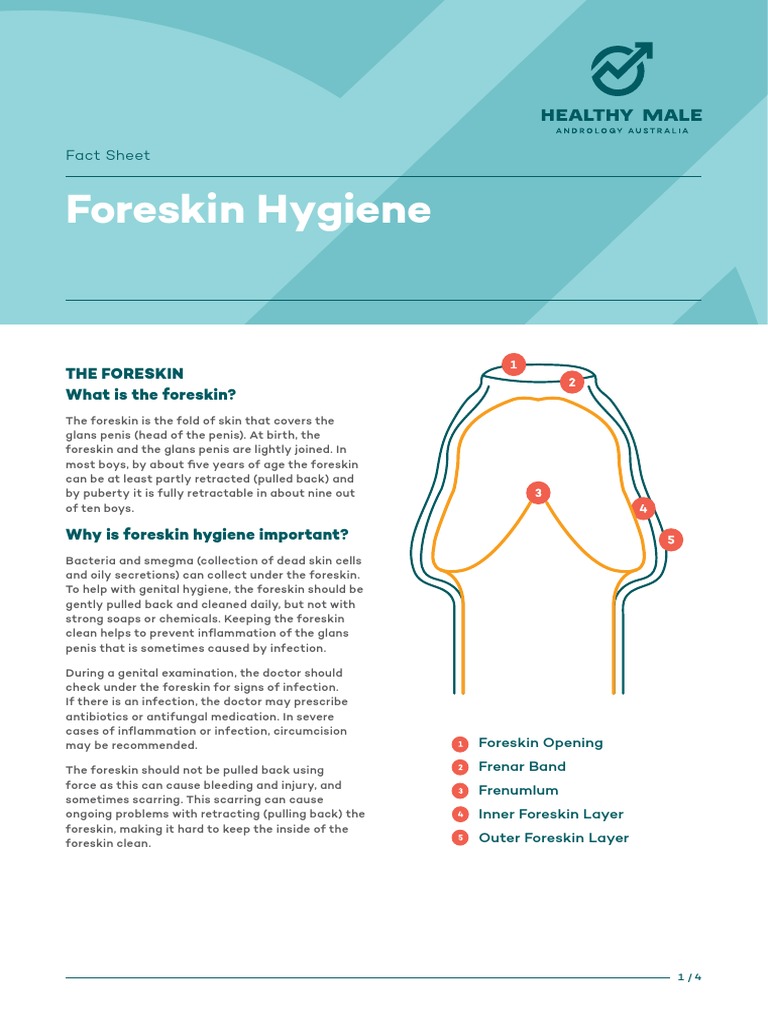 Foreskin Hygiene Fact Sheet Healthy Male 2019 | PDF | Circumcision | Penis