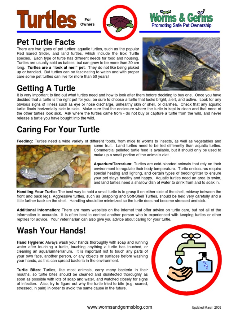 Turtle Shell Repair | PDF | Salmonella | Turtle