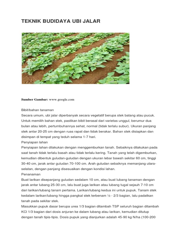 Teknik Budidaya Ubi Jalar | PDF
