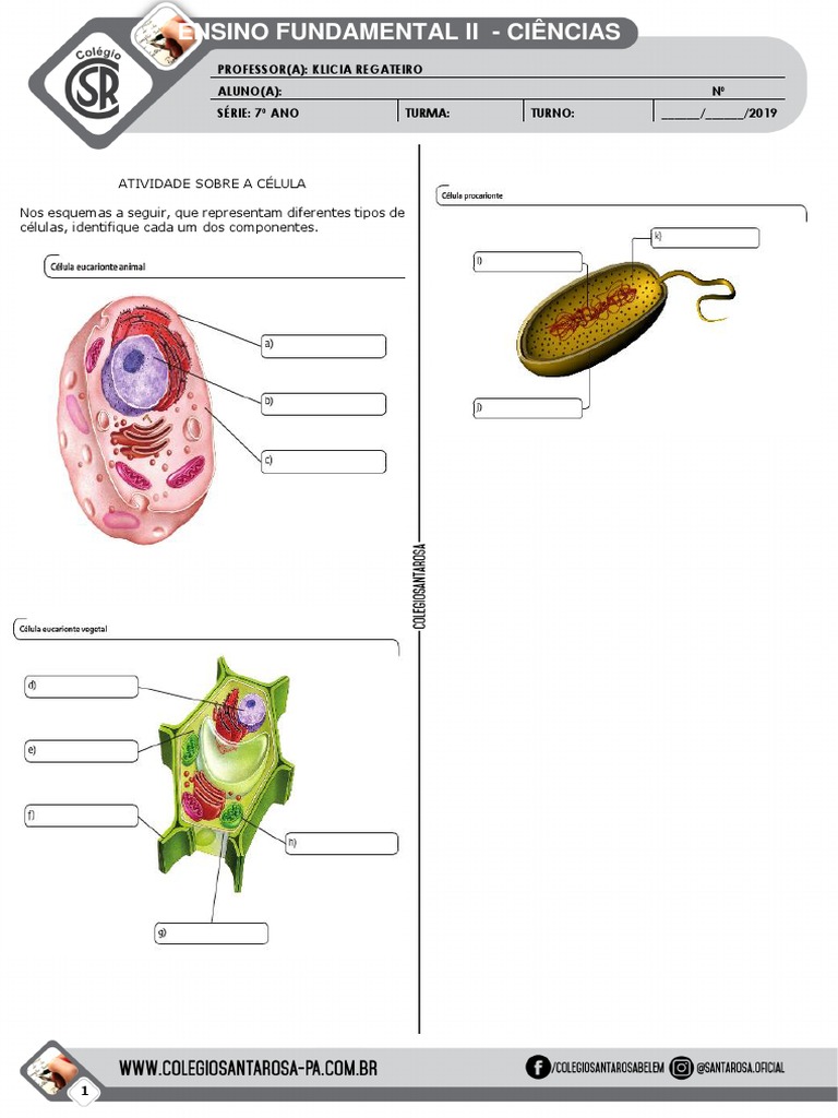 7ano Celula Exercicio 05 | PDF