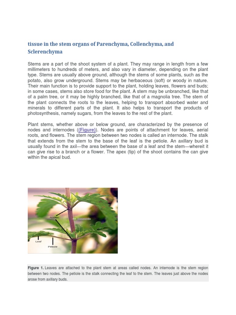 Tissue in The Stem Organs of Parenchyma | PDF | Plant Stem | Leaf