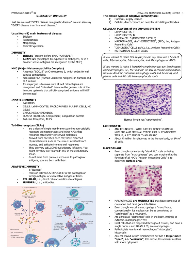 Patho Immune System Pathology | PDF | Immune Tolerance | Immune System