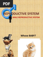 How to draw Male reproductive system - Front view | PDF