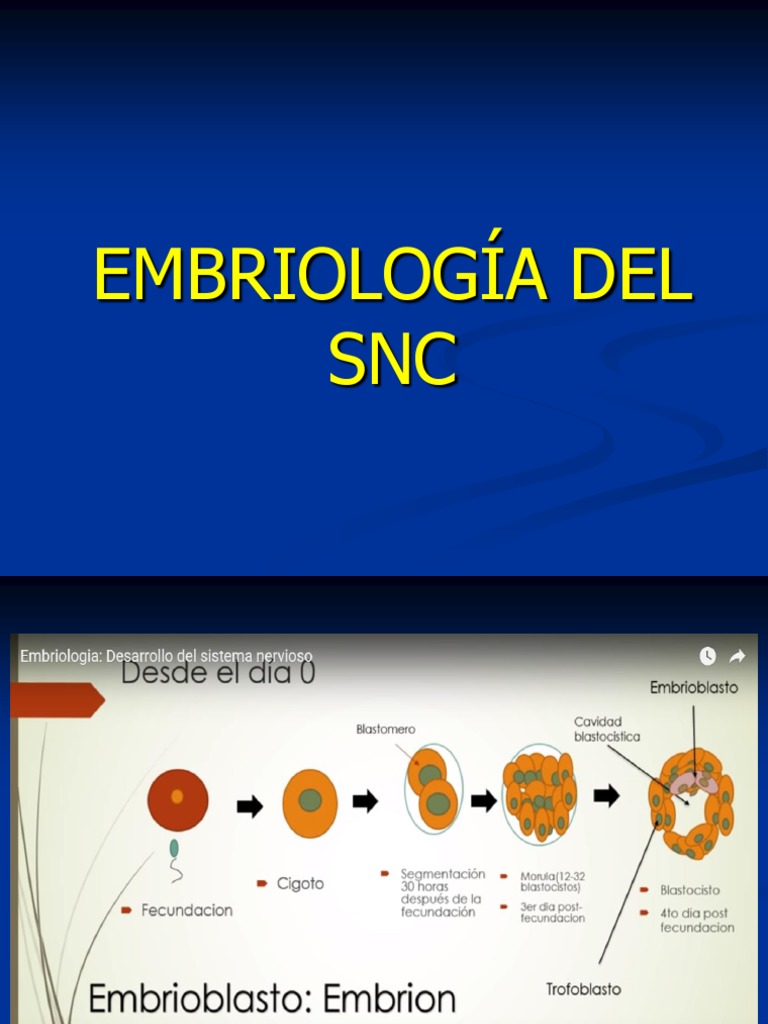 01 Neuroembriologia PDF | PDF | Cerebelo | Neurona