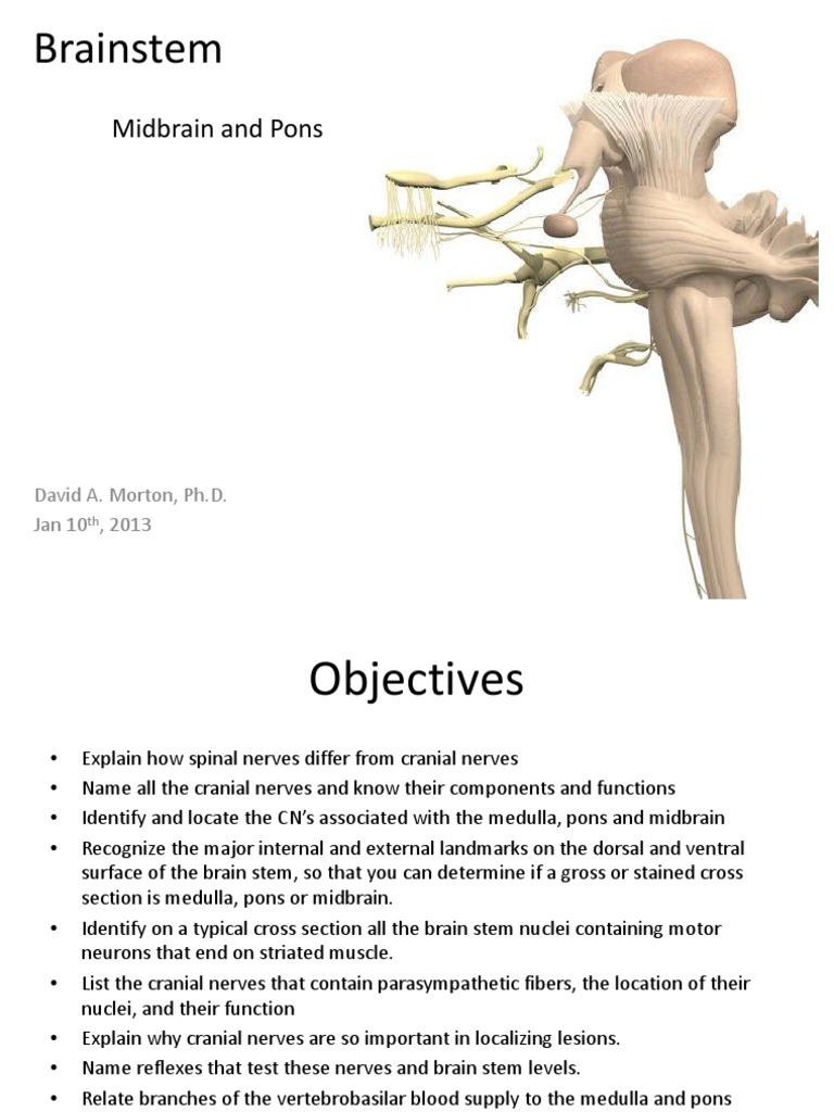 Brainstem: Midbrain and Pons | PDF | Brainstem | Human Anatomy