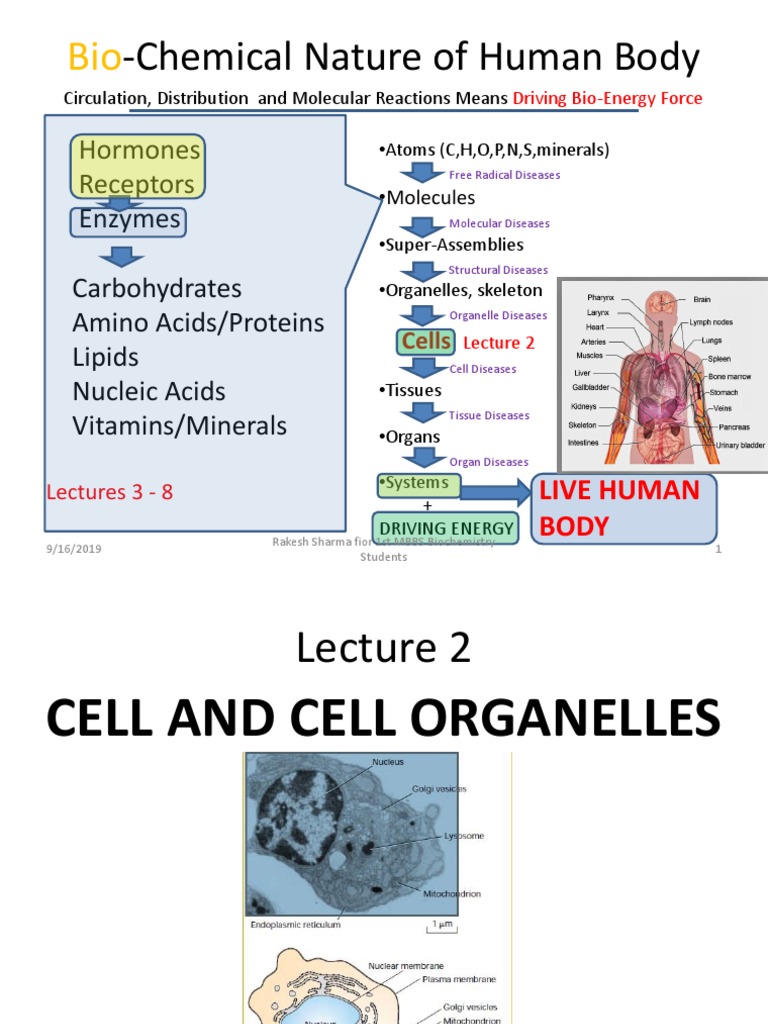 Biochemistry Lecture 2 Cell and Organelles | PDF | Lysosome | Cell Membrane
