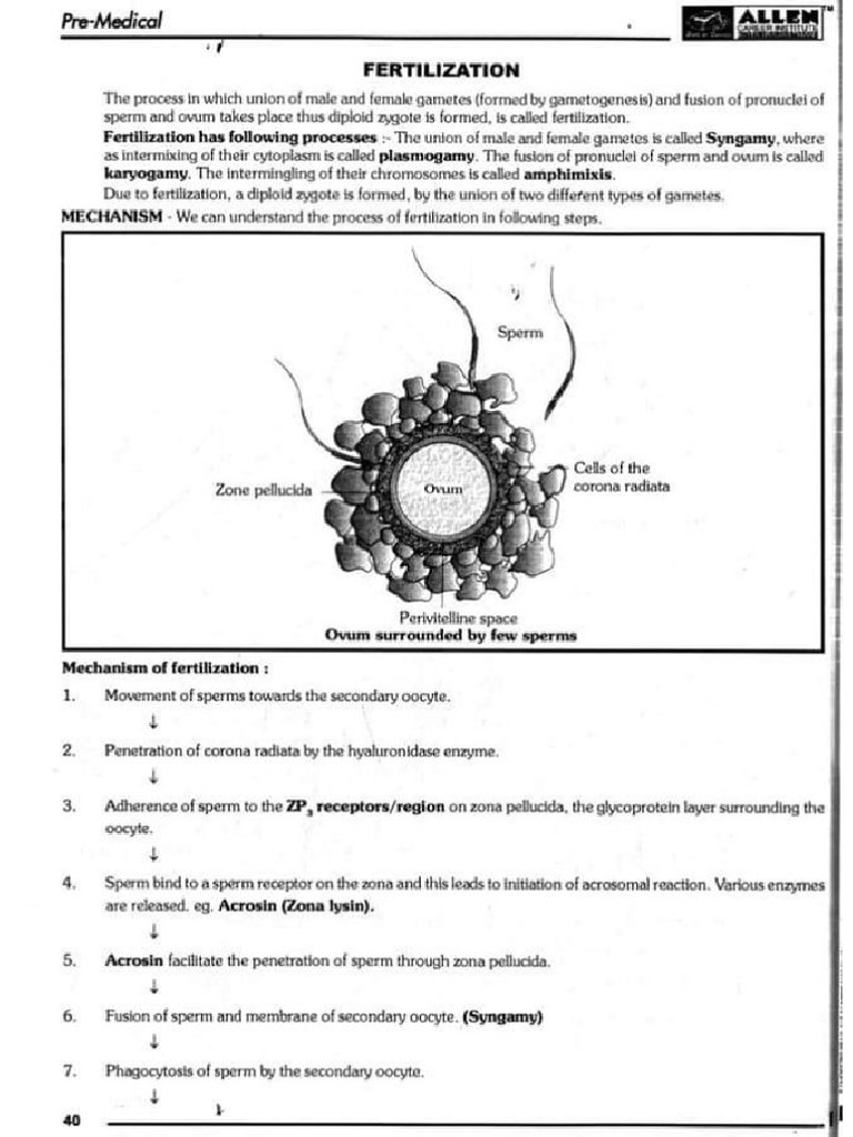 Human Fertilisation PDF | PDF