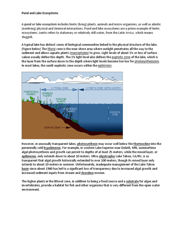 An Overview of the Distinct Zones, Organisms, and Productivity Within ...