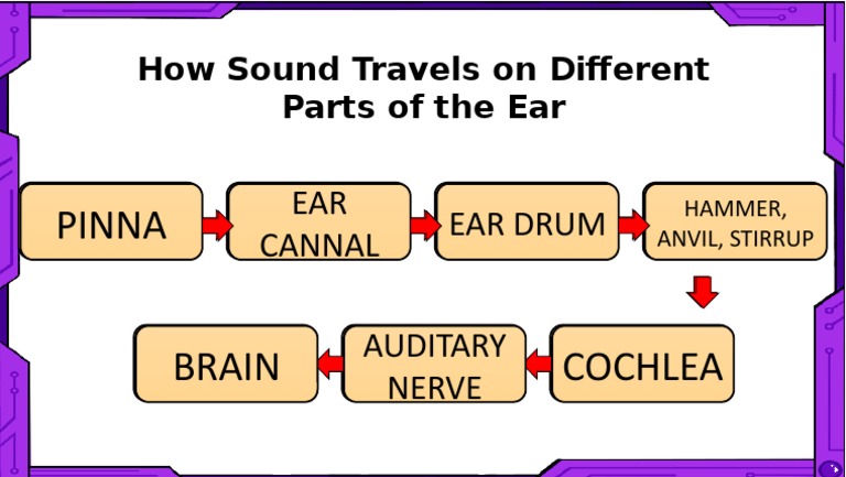 How Sound Travels On Different Parts of The Ear: EAR Cannal Ear Drum ...