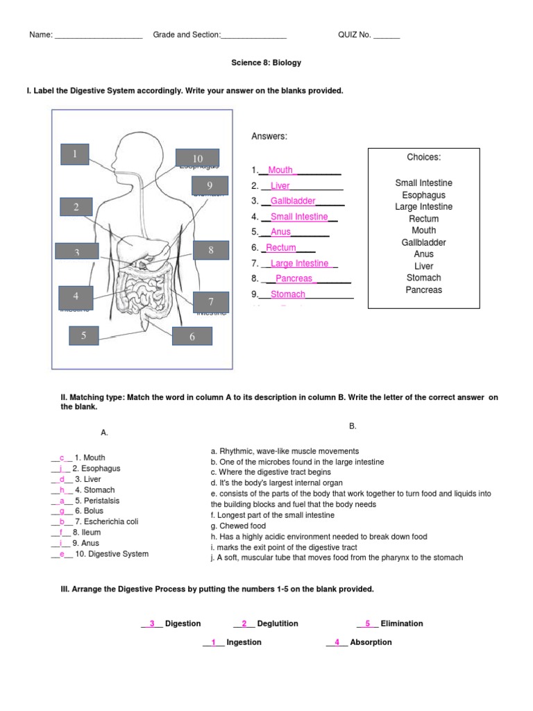 Quiz #5 Answer Key | PDF | Human Digestive System | Gastrointestinal Tract
