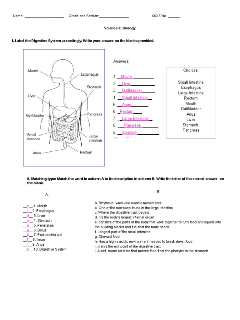 Digestive System Answer Key | PDF | Human Digestive System ...
