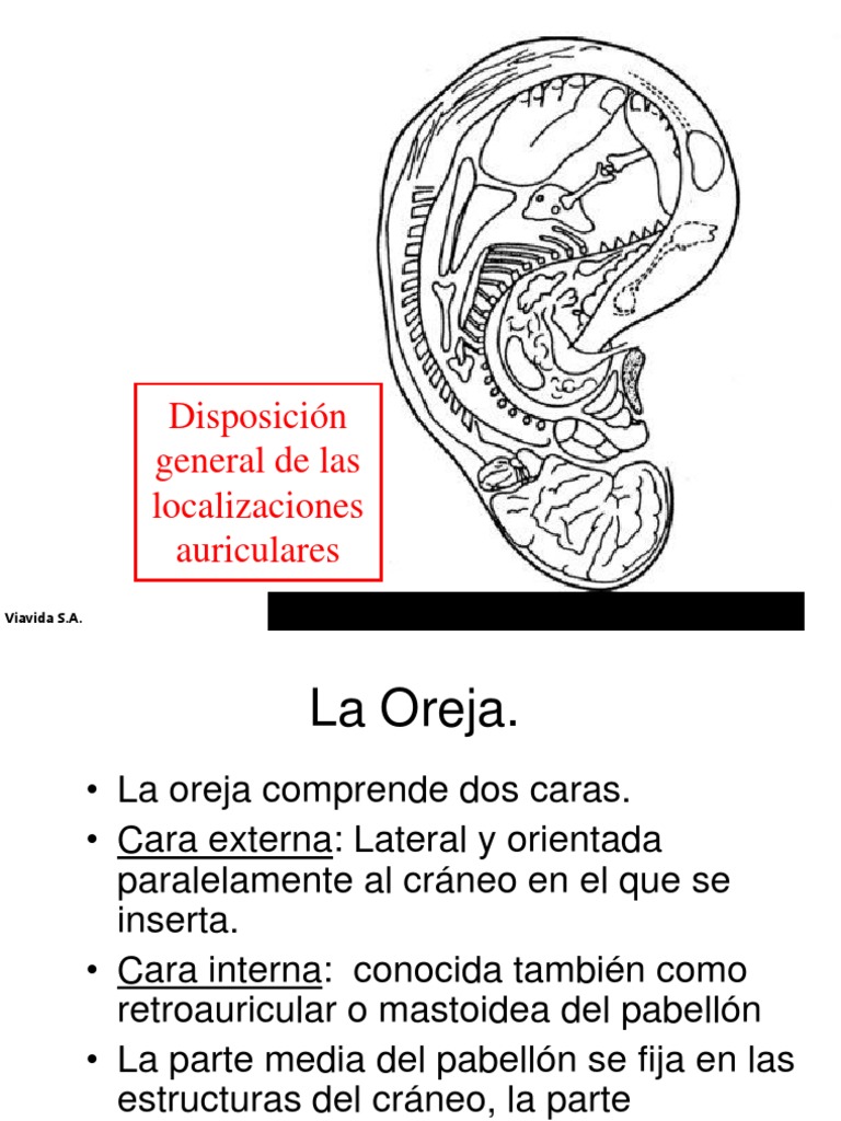 Anatomía y Función de la Oreja | PDF | Rodilla | Cabeza y cuello humanos